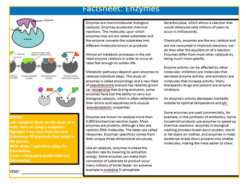 Enzymes Factsheet Worksheet Sheet Keywords KS3 Settler Starter Cover ...