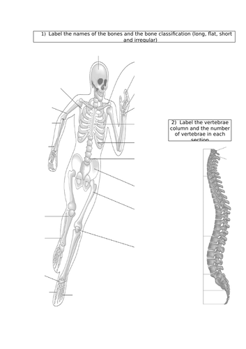 Complete lesson resource for teaching the skeletal system (GCSE PE ...
