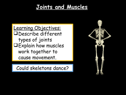 Skeleton and joints lesson and worksheet | Teaching Resources