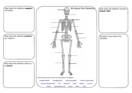 Skeleton and joints lesson and worksheet | Teaching Resources