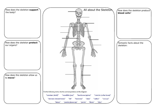 Skeleton and joints lesson and worksheet | Teaching Resources
