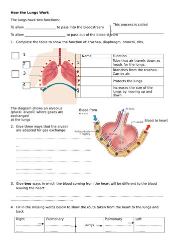 Structure and function of the lungs | Teaching Resources