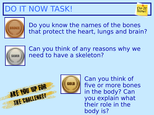 Skeletal System GCSE OCR PE (1.1a) Complete Learning Pack | Teaching ...