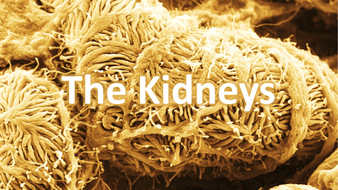 Kidneys PowerPoint for A-Level - Detailed slides on ultrafiltration ...