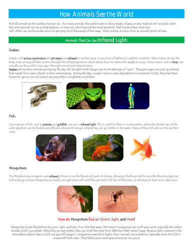 EMW - Animals that can see IR-light and UV-light | Teaching Resources