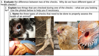 Animal Care, Unit 1 - Weekly Physical Checks - Information and ...