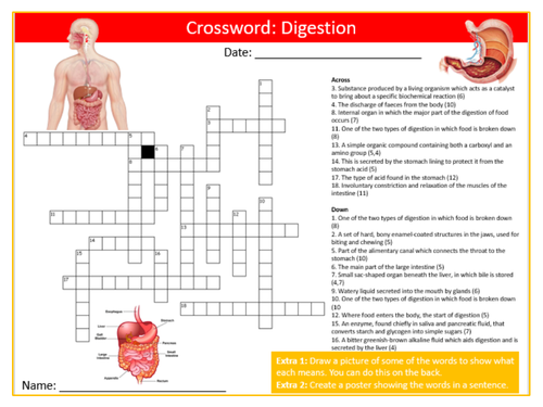 Digestion Crossword Puzzle Sheet Keywords KS3 Settler Starter Cover ...