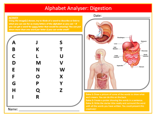 Digestion Alphabet Analyser Sheet Keywords KS3 Settler Starter Cover ...