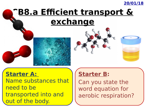 Efficient Transport and Exchange GCSE Biology Lesson (CB8a SB8a ...