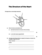 The Heart - OCR AS/A Level Biology | Teaching Resources