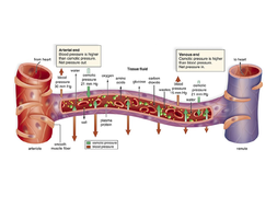 Tissue Fluid & Lymph - OCR AS/A Level Biology | Teaching Resources