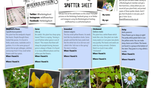 Herbologyhunt - get your students identifying and naming wild flowers ...