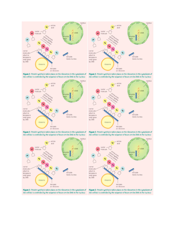 Protein Synthesis Teaching Resources