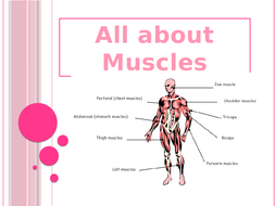 Muscles | Teaching Resources
