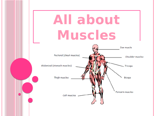 Muscles | Teaching Resources