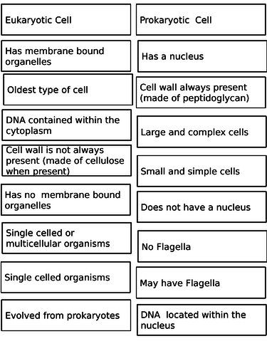 AQA A level Immune response bundle | Teaching Resources