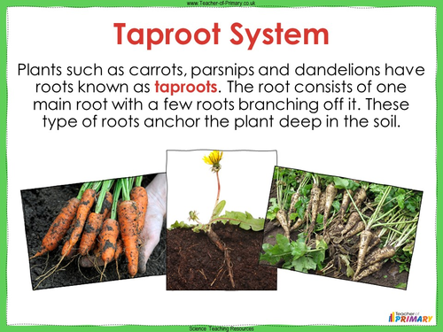 Plants - Year 3 | Teaching Resources