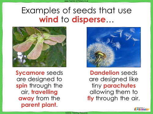 Plants - Year 3 | Teaching Resources