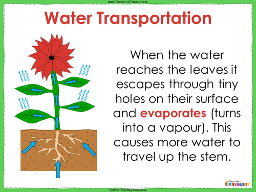 Plants - Year 3 | Teaching Resources