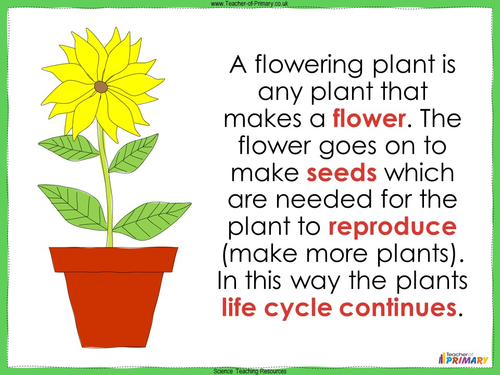 Plants - Year 3 | Teaching Resources