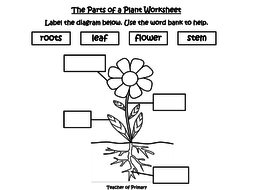 Plants - Year 3 by Teacher-of-Primary - Teaching Resources - Tes