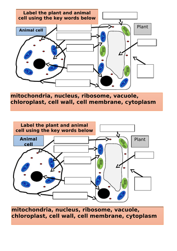 AQA B1 - Cell Biology - 12 Lessons | Teaching Resources
