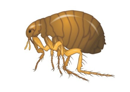 Class Assembly: The Plague + Great Fire of London | Teaching Resources