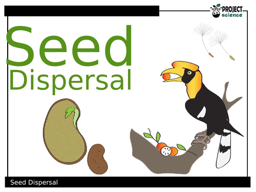 Seed Dispersal PowerPoint | Teaching Resources
