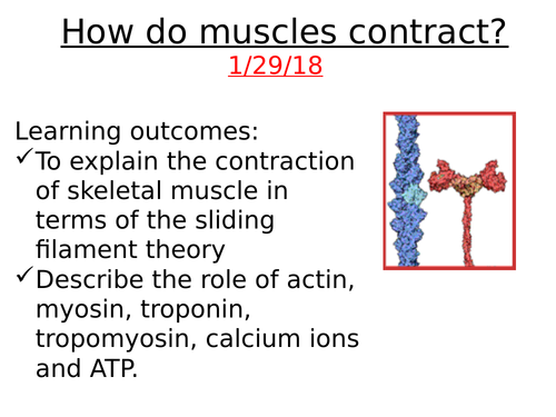 A2 Biology Muscle Contraction | Teaching Resources