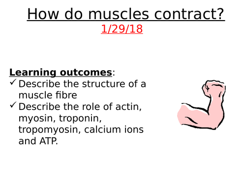 A2 Biology Muscle Contraction | Teaching Resources