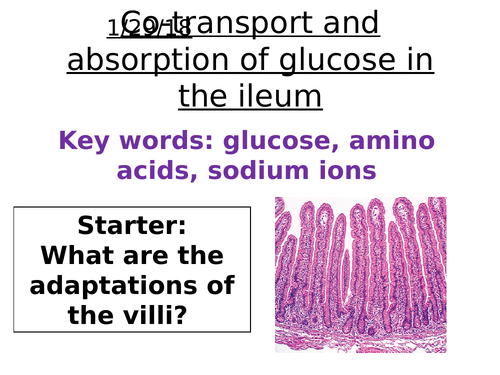 AQA Biology A Level - Co-transport | Teaching Resources