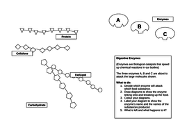 New GCSE AQA Enzymes | Teaching Resources