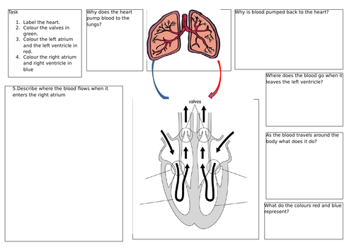 New GCSE AQA The Heart and Blood Vessels | Teaching Resources