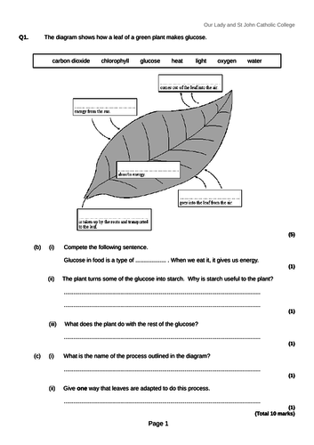 The Leaf and Photosynthesis | Teaching Resources
