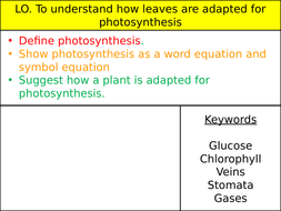 The Leaf and Photosynthesis | Teaching Resources
