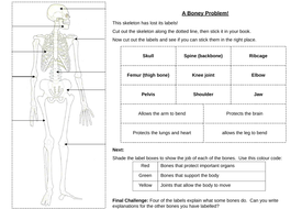 The Skeleton | Teaching Resources