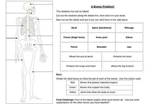 The Skeleton | Teaching Resources
