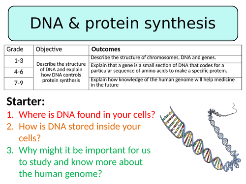 NEW AQA GCSE Trilogy (2016) Biology - DNA & Protein Synthesis ...