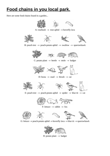Food chains and food webs. Feeding relationships. Ecology. | Teaching ...