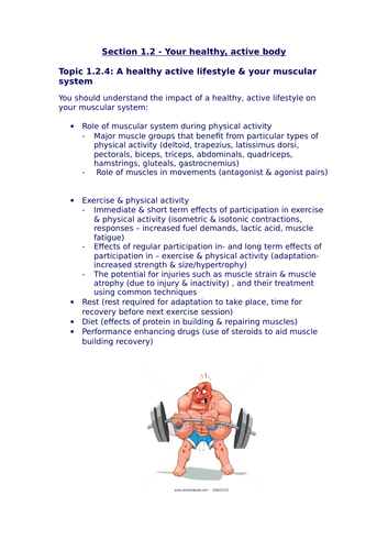 GCSE PE - Muscular System | Teaching Resources GCSE PE - Muscular System | Teaching Resources