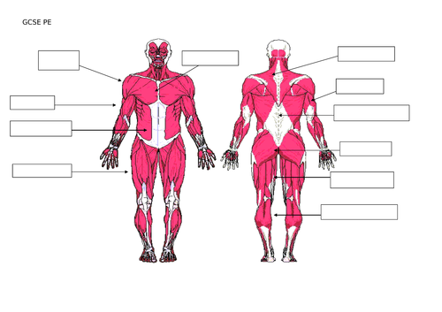 GCSE PE - Muscular System | Teaching Resources GCSE PE - Muscular System | Teaching Resources