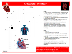 The Heart Crossword Puzzle Sheet Keywords Settler Starter Cover Lesson ...