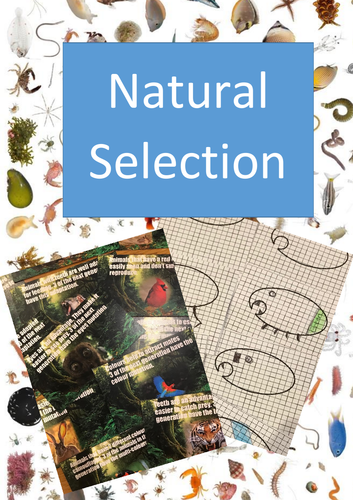 Evolution and Natural Selection game | Teaching Resources