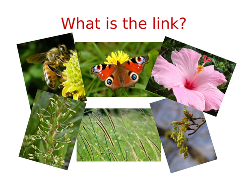 Plants and their Reproduction | Teaching Resources