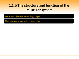 OCR GCSE PE: PowerPoint 1.1.b Muscular System | Teaching Resources