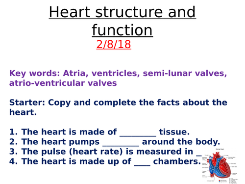GCSE Biology Heart dissection | Teaching Resources