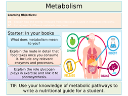 Metabolism | Teaching Resources