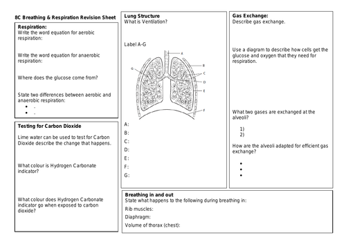 Exploring Science 8C Breathing and Respiration Revision Sheet (2018 ...