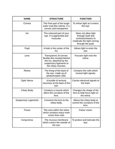 Eye Anatomy Structure & Function Card Sort | Teaching Resources