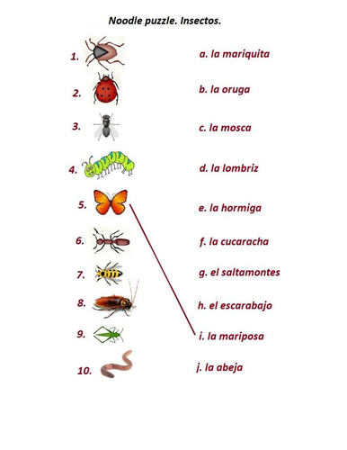Spanish Insects Insectos Noodle Puzzle with answer key | Teaching Resources
